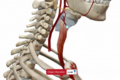 ⊛ Particularidades del Hueso HIOIDES → Anatomía con Fotos