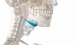 ⊛ Particularidades del Hueso HIOIDES → Anatomía con Fotos