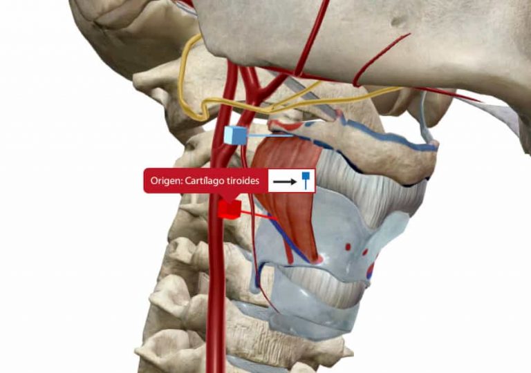 ⊛ Particularidades del Hueso HIOIDES → Anatomía con Fotos