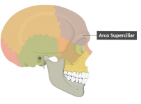 ARCO SUPERCILIAR. Descubre toda la información.