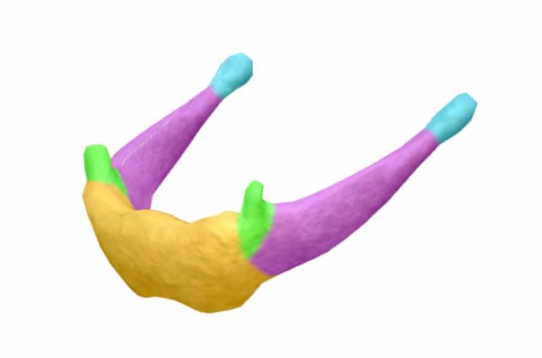 ⊛ Particularidades del Hueso HIOIDES → Anatomía con Fotos