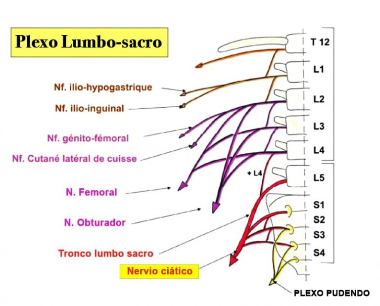 ¿Dónde está el nervio ciático? | JL FISIOS